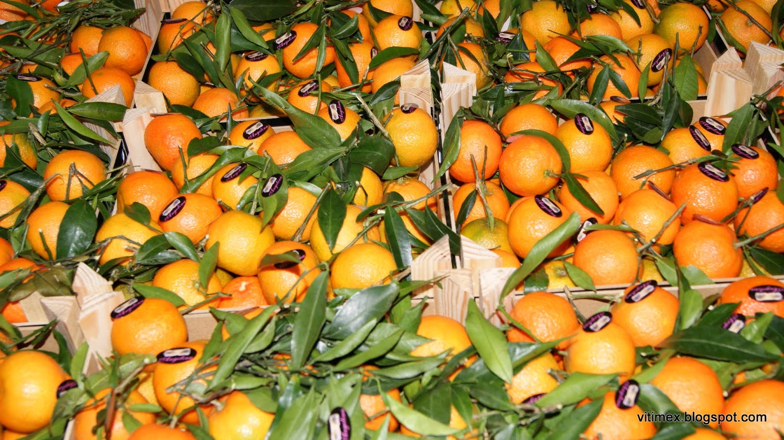 Foto Blog der Firma VitImEx GmbH: Sp Premium Clementinen / Sp Premium ...