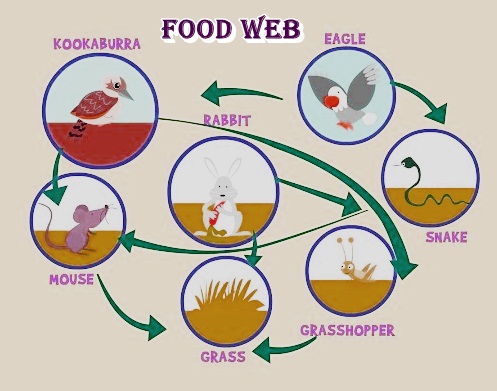 BhupiBioClasses: Food Web: A Network of Food Chains