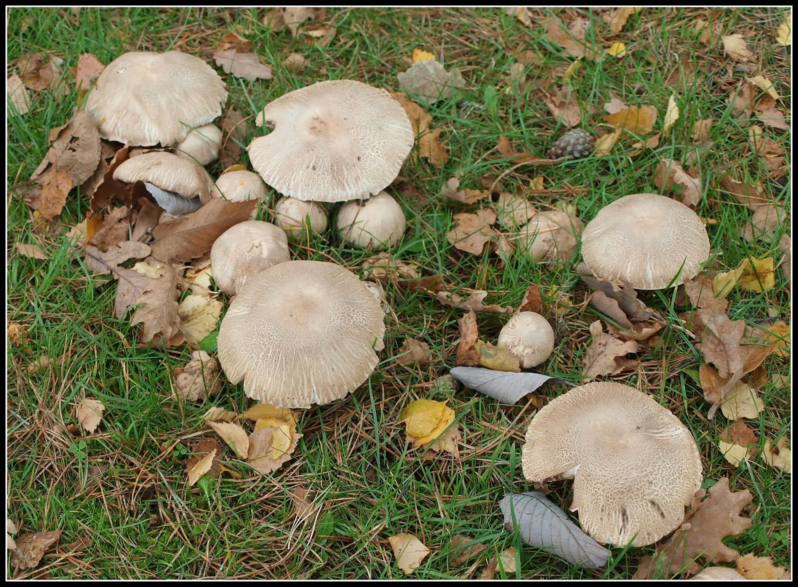 Mark's Veg Plot: More fungi