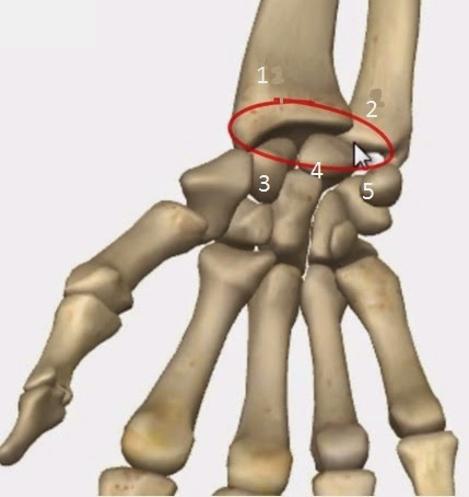 Anatomy and function of the Upper Limb - Part 1: the wrist and elbow