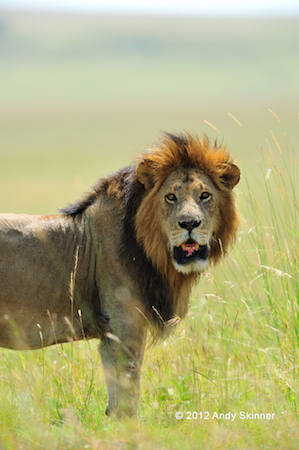 ‘Trans-border’ lions and the sun sets on our last evening in the Mara ...