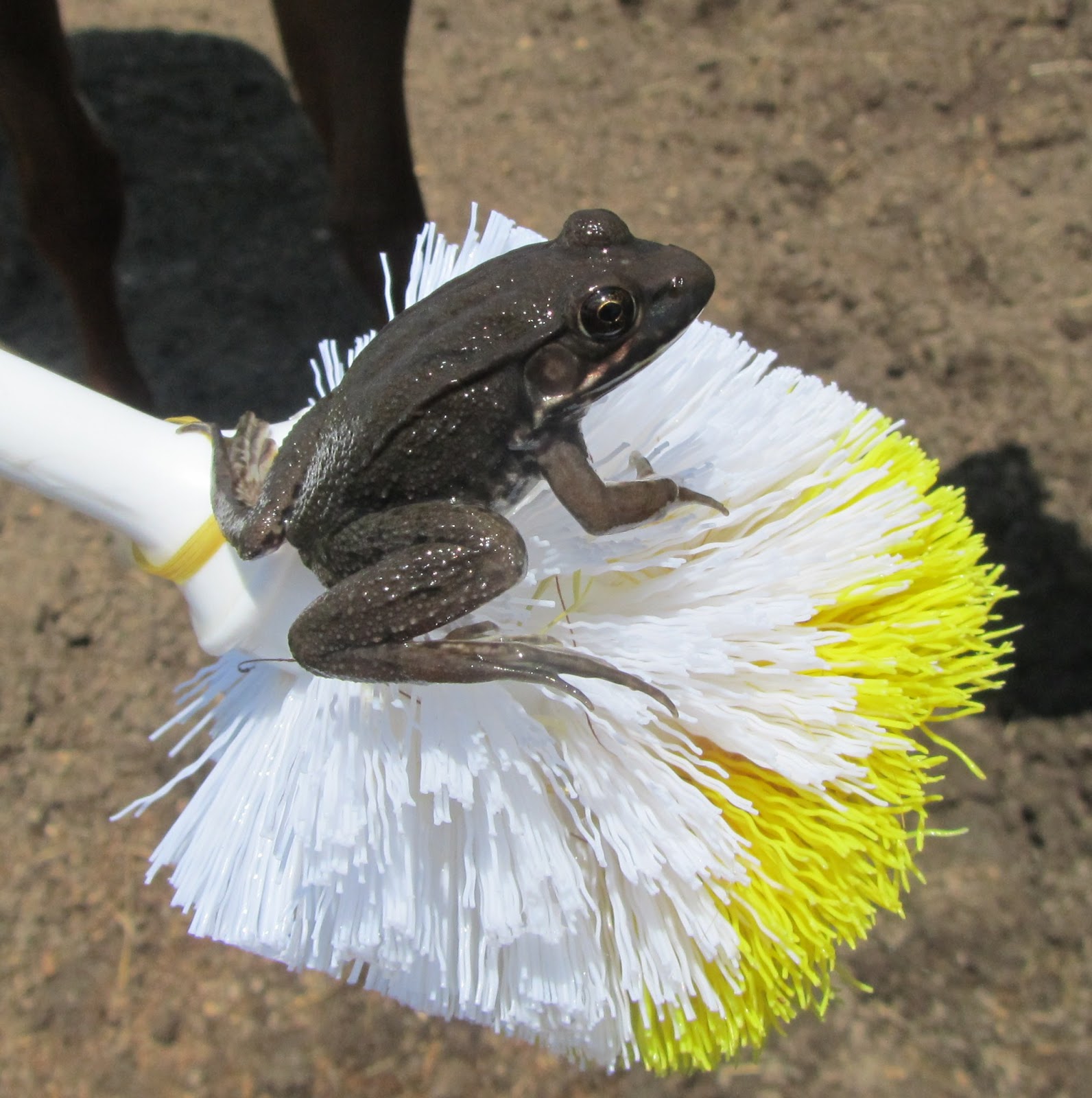 BarnBugStudio: FROGGER AND A BUNNY