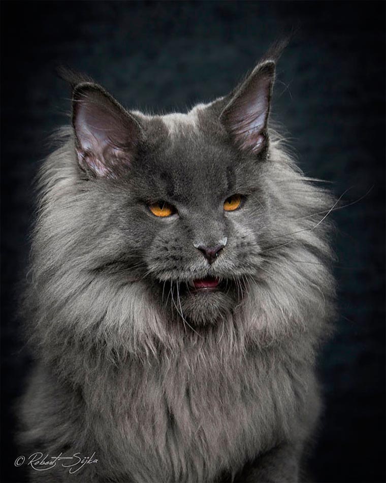 Fotógrafo captura a beleza dos gatos Maine Coon | Marte é para os Fracos