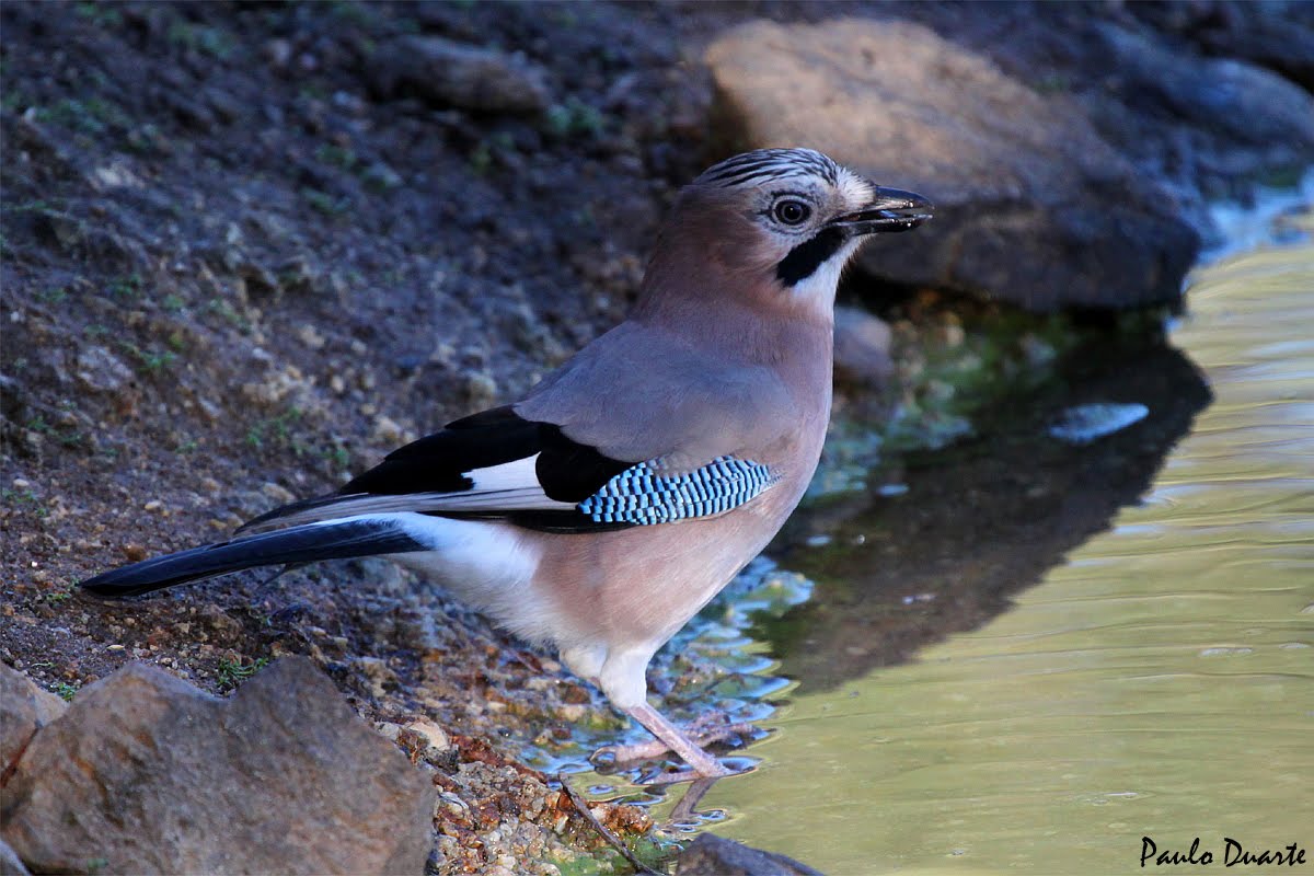 A arte de debicar: Gaio