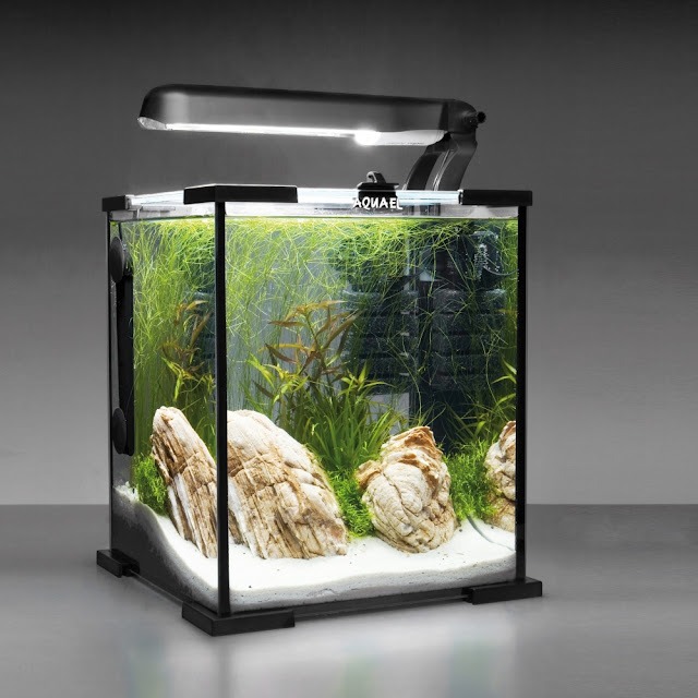 Acvariul - Enciclopedia Naturii