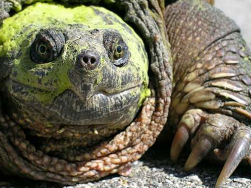 The Lavish Life of Henry: Animal Planet's Top 10 Weird Turtle Facts