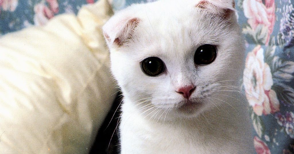 Cute Cat Face Photos | oursongfortoday