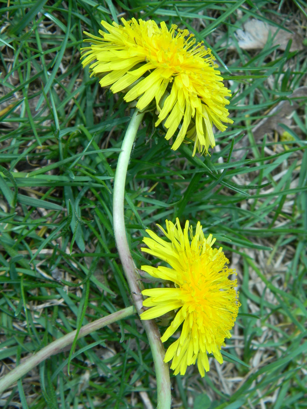 Home Joys: How to Make Dandelion Chains