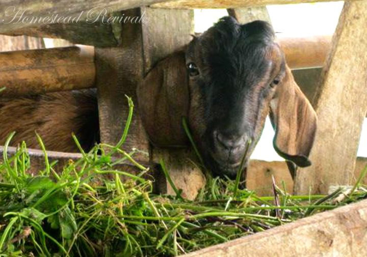 Homestead Revival: Manure Tea