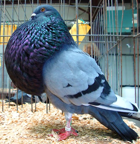Pigeon Project: Gaditano Pouter | Featured Creature