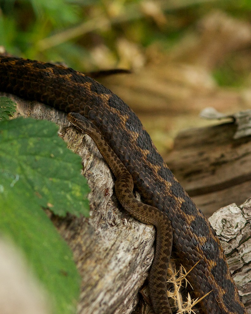 British Wildlife Centre ~ Keeper's Blog: Adder Babies