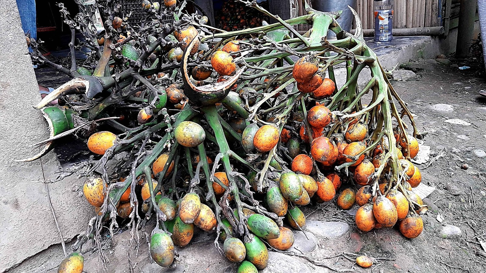 Betel nut( Tamul) of Nagaland