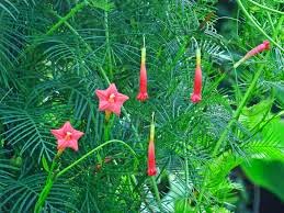 Jual Tanaman songgo langit | Tridax Procumbens | Habiban Plants