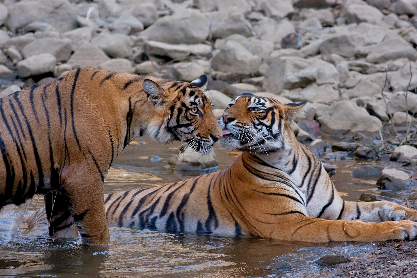 Indian Tiger Diaries: Sultan (T 72) - The Wandering Prince