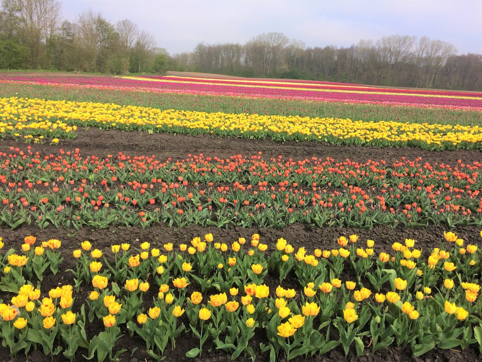Family FECS: Blooming Tulip Fields in Denmark