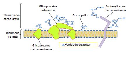 Biomembranas: Membranas Celulares