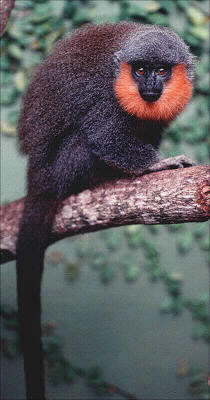 Species New to Science: [Mammalogy • 2002] Callicebus bernhardi & C ...