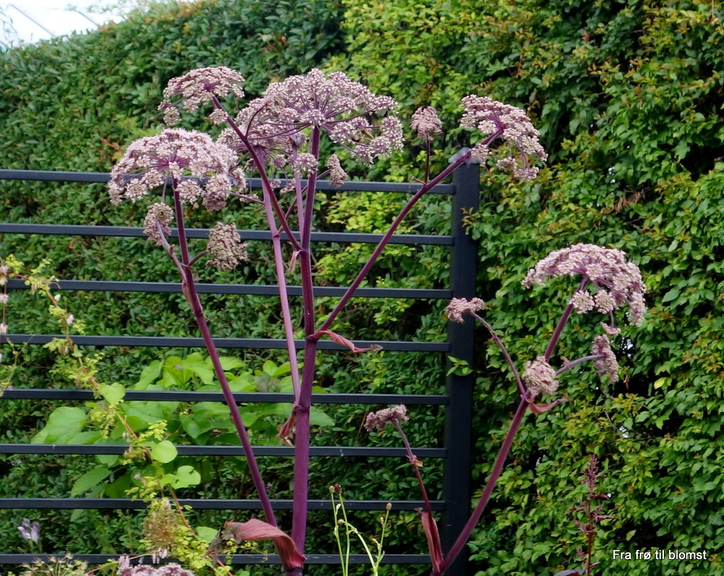 Fra frø til blomst: KVAN