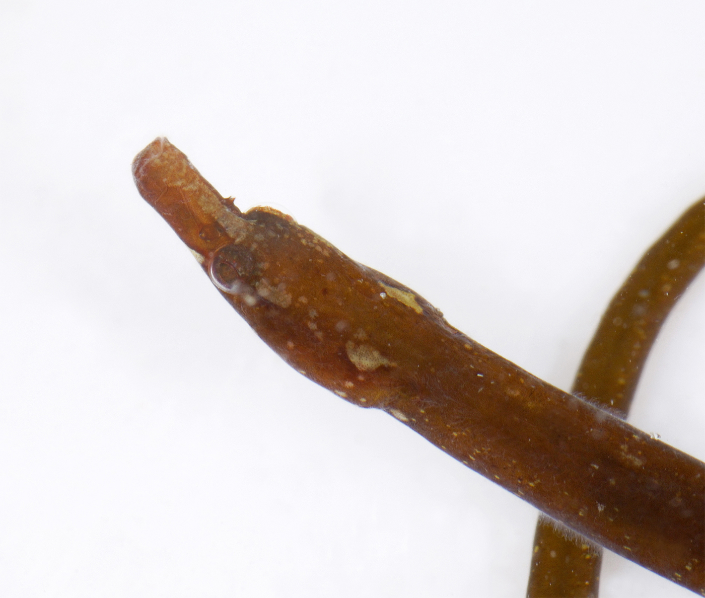 Scottish Wildlife Blog: Kildonan, Isle of Arran