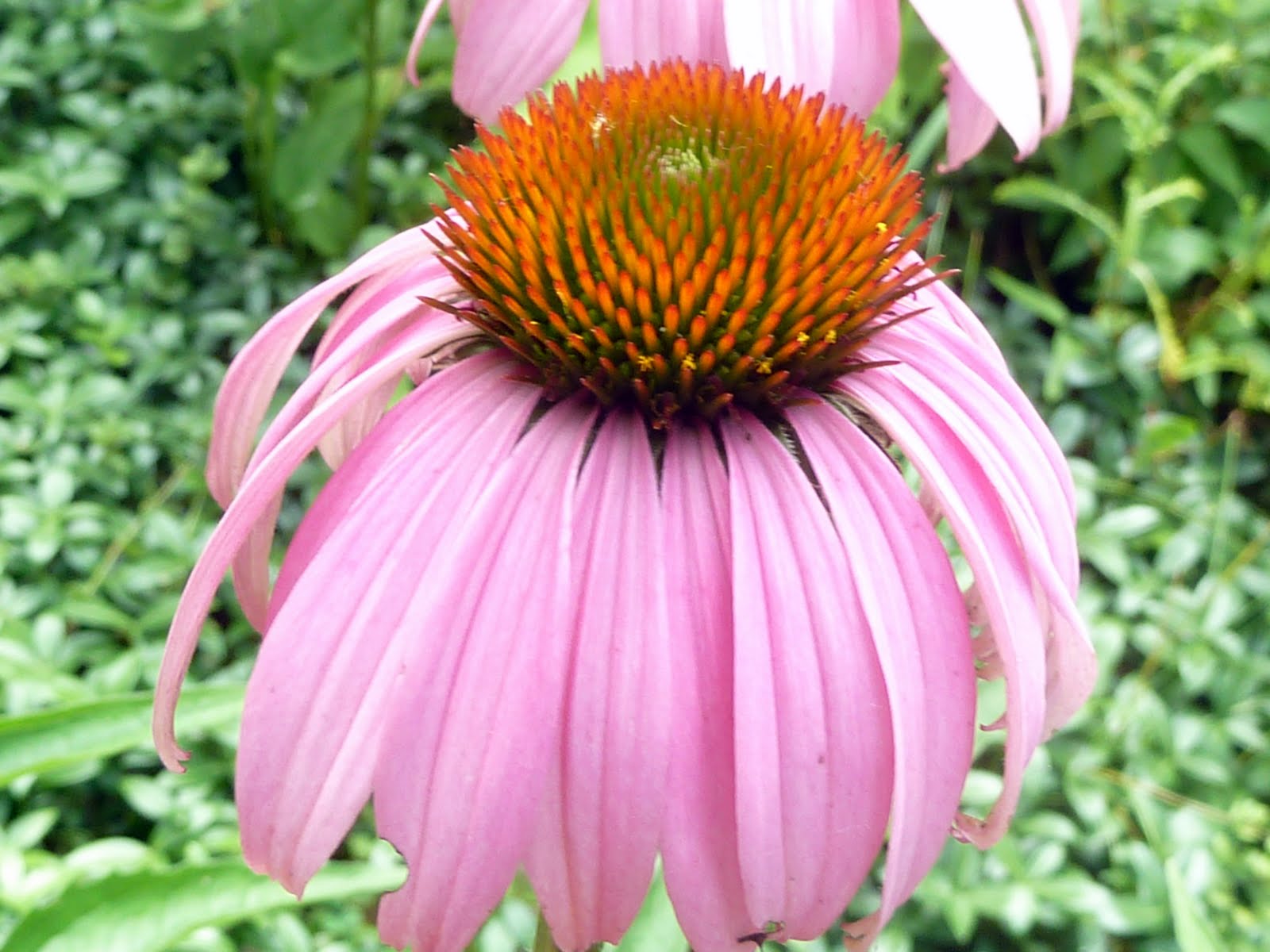 Penelopedia: Nature and Garden in Southern Minnesota: Midsummer Flowers