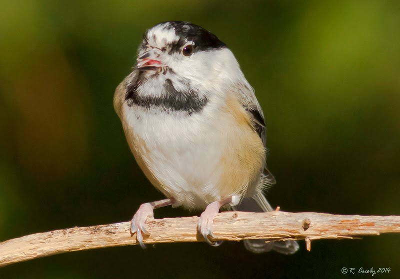 South Shore Birder: Leucistic Black-capped Chickadee