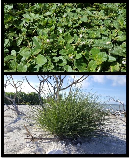 Eighteen Months on Midway: Meet the Natives