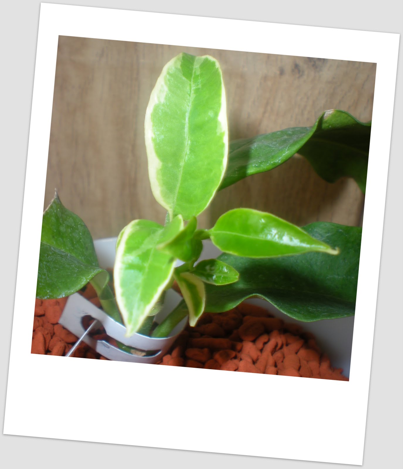 Moje hoye: Hoya multiflora variegata