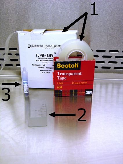 Fun With Microbiology (What's Buggin' You?): Adhesive Tape Preparation ...