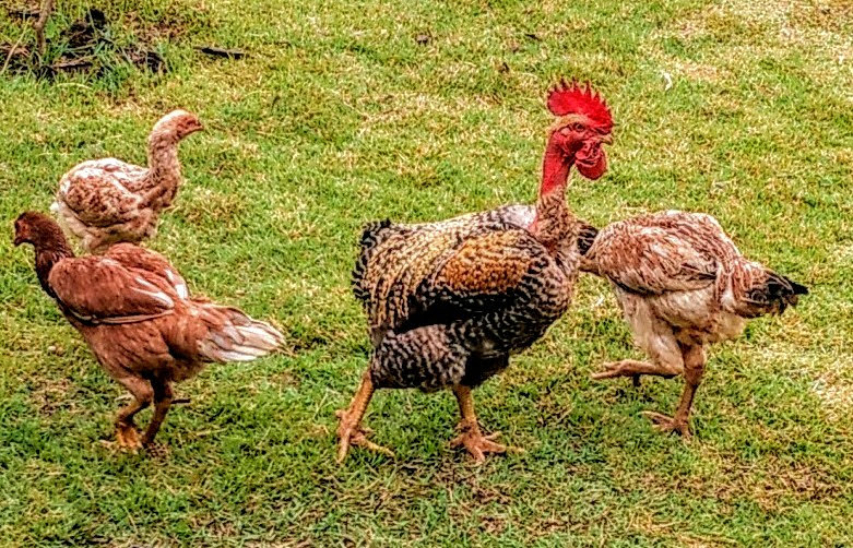 Força e Beleza Polaca - Saiba porque estas galinhas de Pescoço Pelado ...