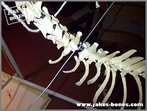 How to rearticulate a fox skeleton: part two : Jake's Bones