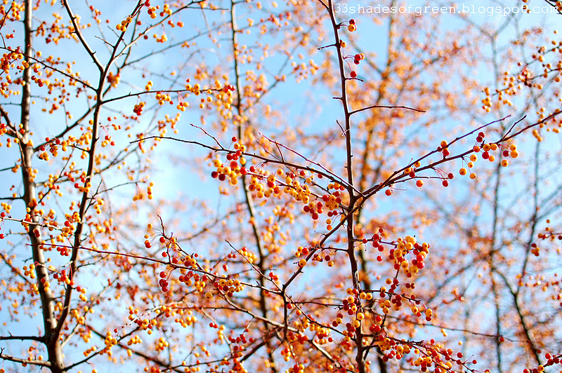 33 Shades of Green: Fall in Photos