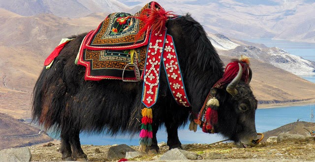 Wildlife of Ladakh | Resorts & Hotels - PrimResorts.com
