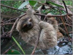 Conservation Biology: The Pygmy Three-Toed Sloth: Introduction