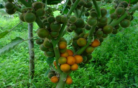 Belleza Natural del Sumapaz: Lulo- Néstor Camilo Marentes Gonzalez- 701