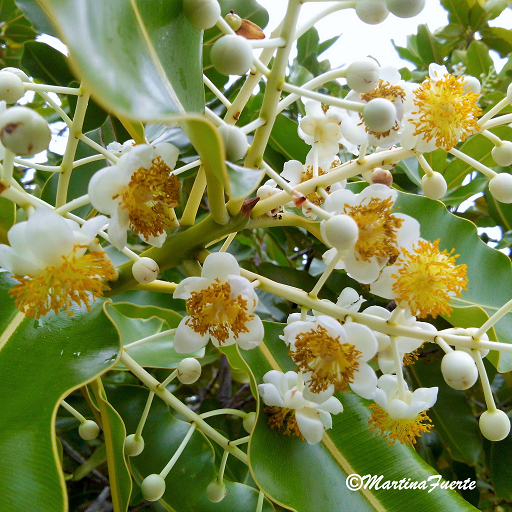 TAMANU OIL: Tamanu Oil: Uses and Benefits: