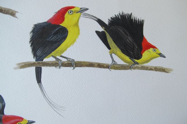 Julie Zickefoose on Blogspot: Bird Painting 101: Wire-tailed Manakins ...