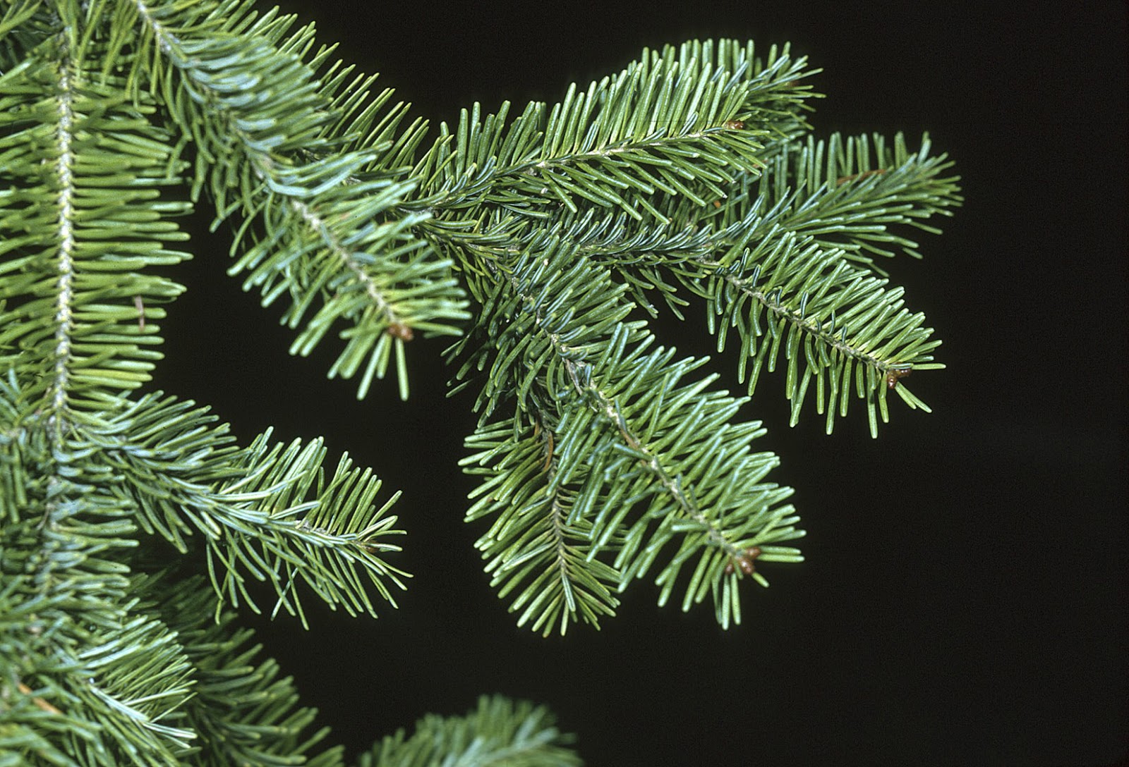 Plant Propagation: A guide to propagating: Seed Propagation of Balsam Fir