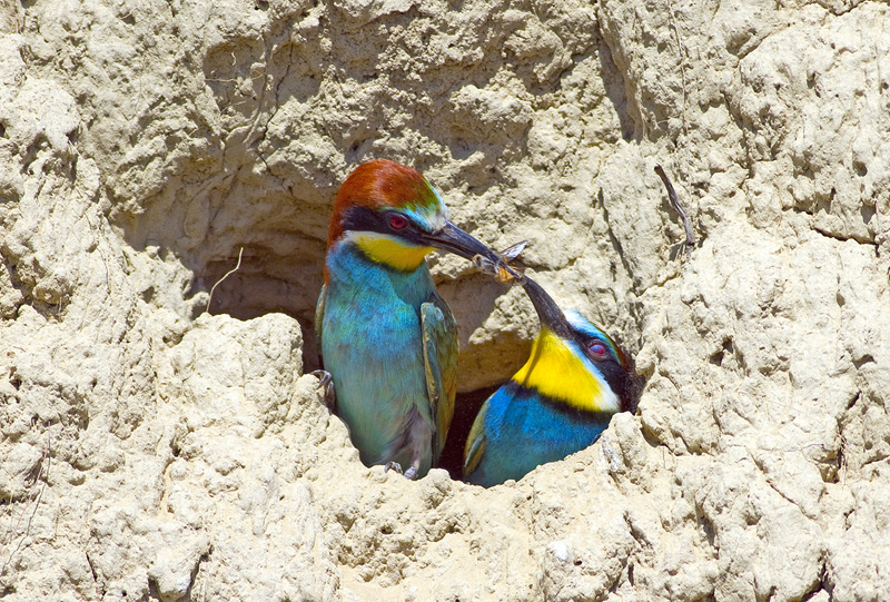 Dan din Delta Dunării: DESPRE CUIBURI