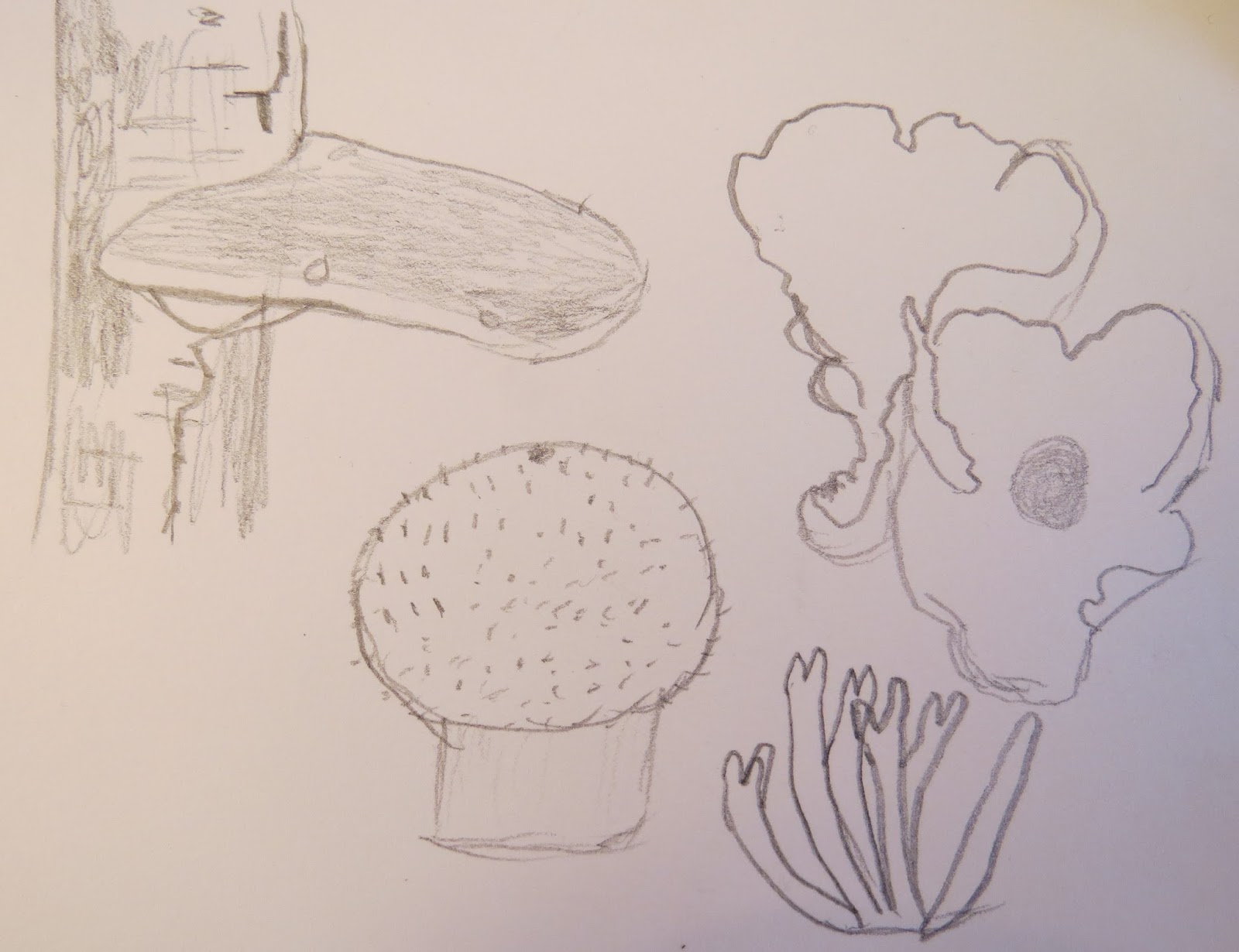 The Autistic Naturalist: How To Draw: Fungi