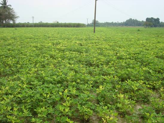 ORGANIC VEGETABLE FARMING: groundnut cultivation 2015-16