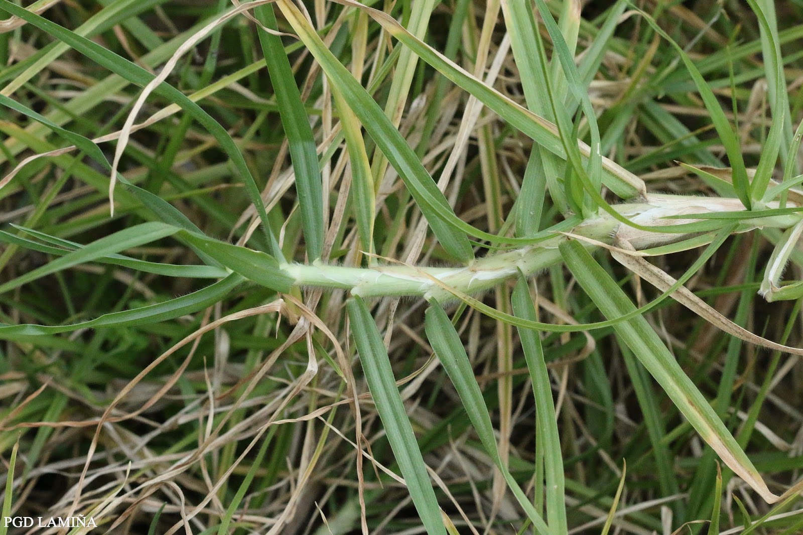 PENNISETUM CLANDESTINUM. kikuyo. pasto africano.