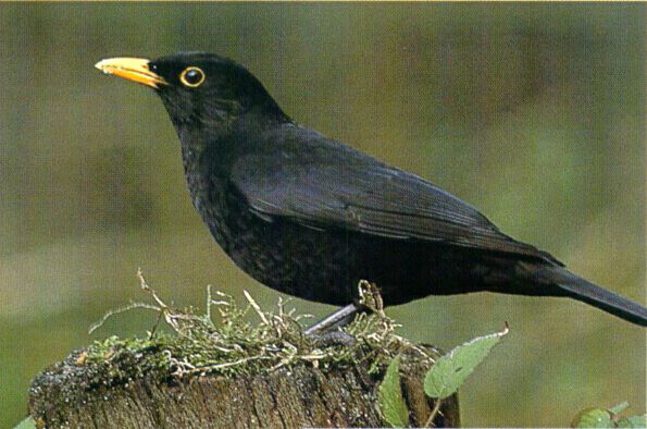 Emidio Civitillo - Cusano Mutri (BN): “I GIORNI DELLA MERLA”, tra ...