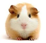 Marmut (Cavia porcellus) | Firman Koga