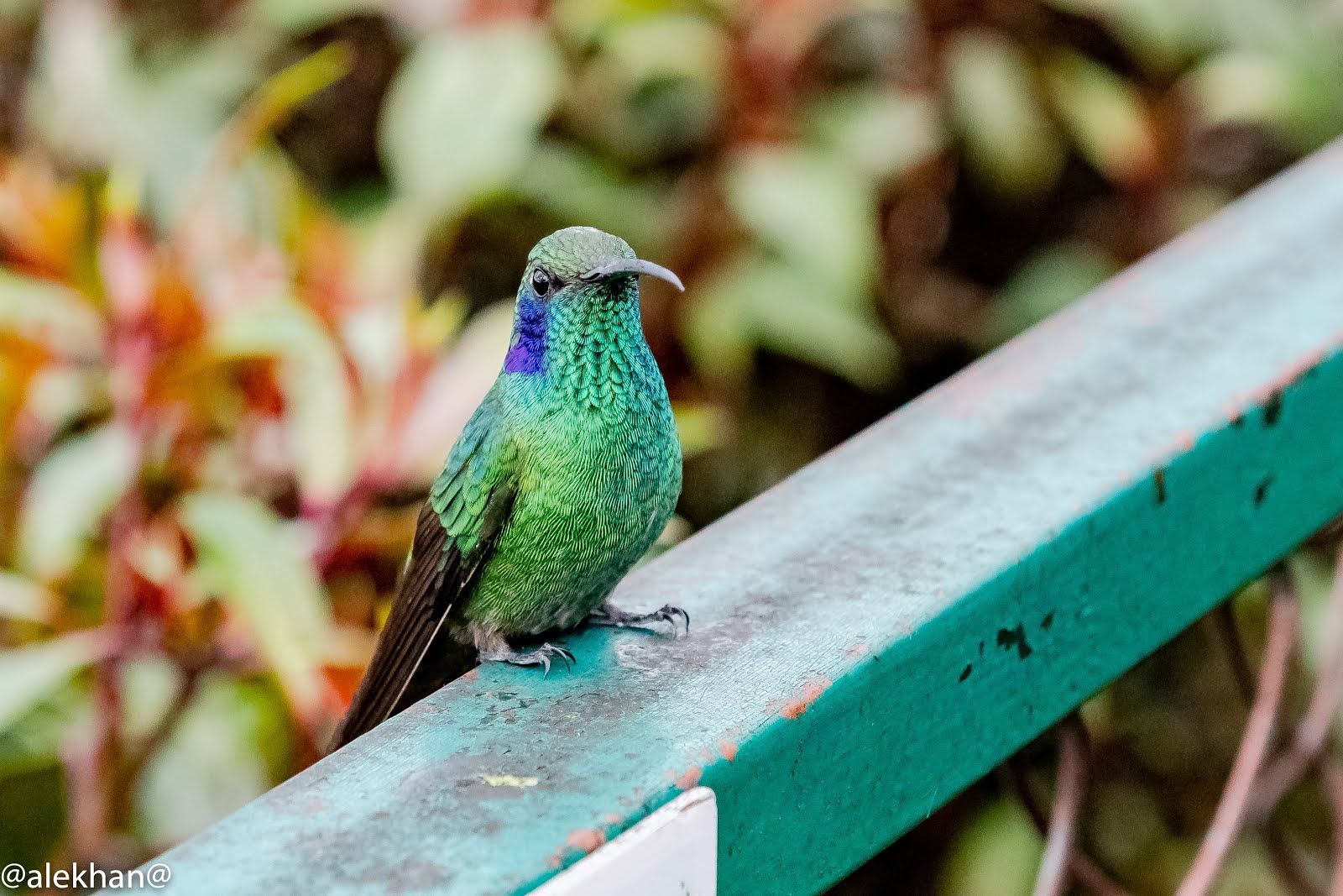 Pájaros, Pajarracos: Colibrí verdemar (Green Violet-ear)