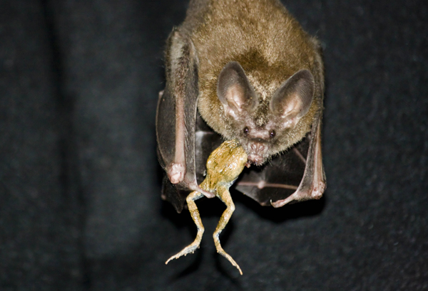 Bats are not bugs: Do bats have eyes?