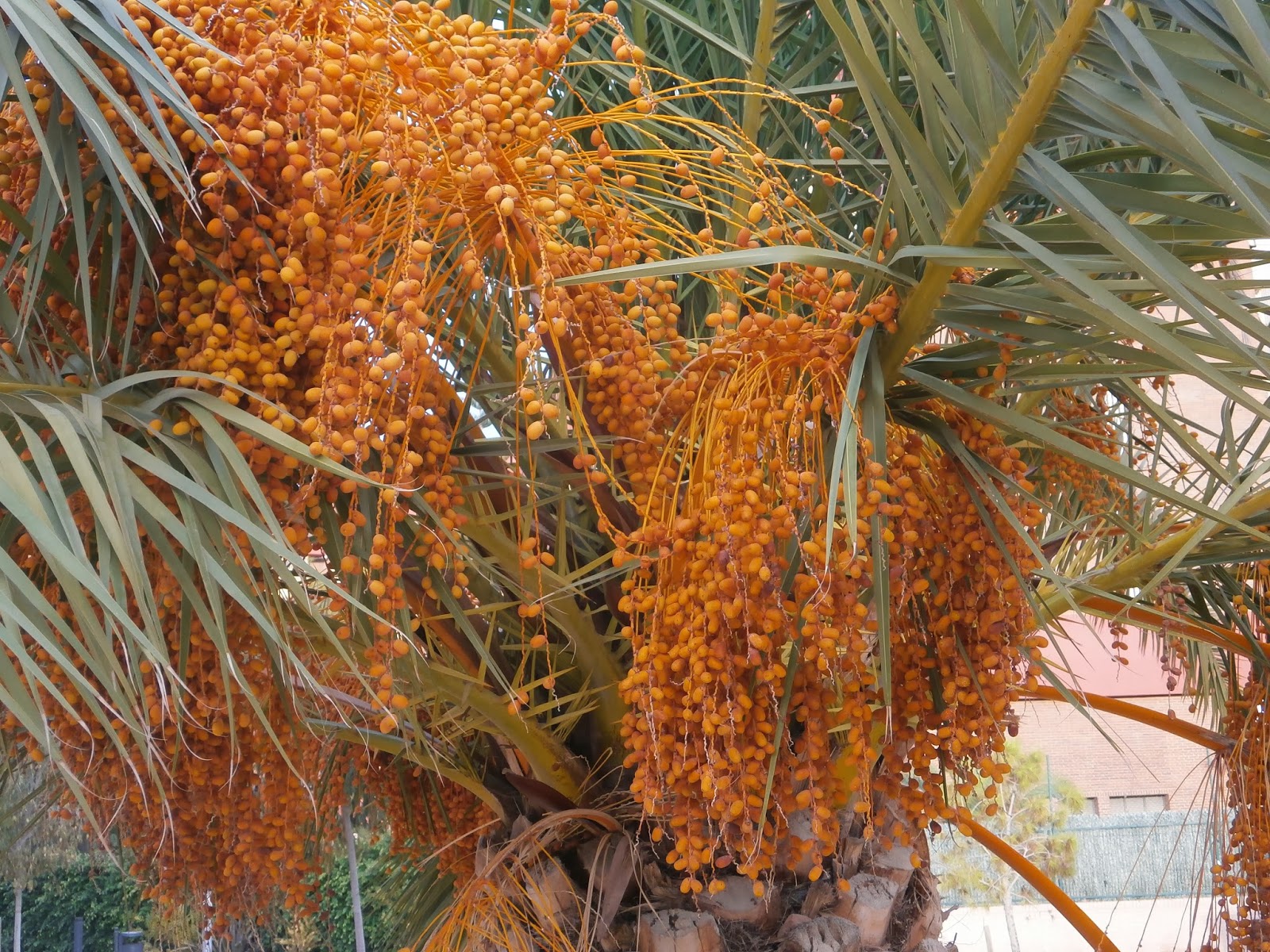 HERBARIO VIRTUAL DE BANYERES DE MARIOLA Y ALICANTE: Phoenix canariensis ...