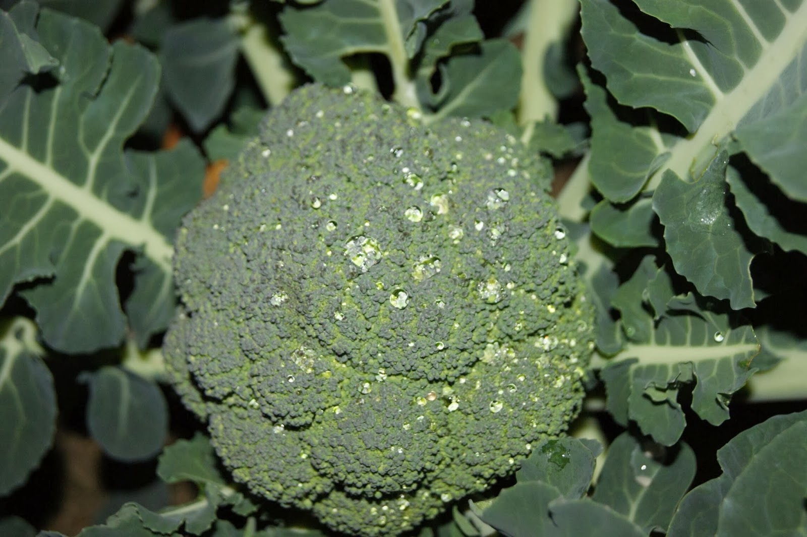 AL CAER LA TARDE: BROCOLI, BROCULI, BRECOL. ELIGE ECOLÓGICO.