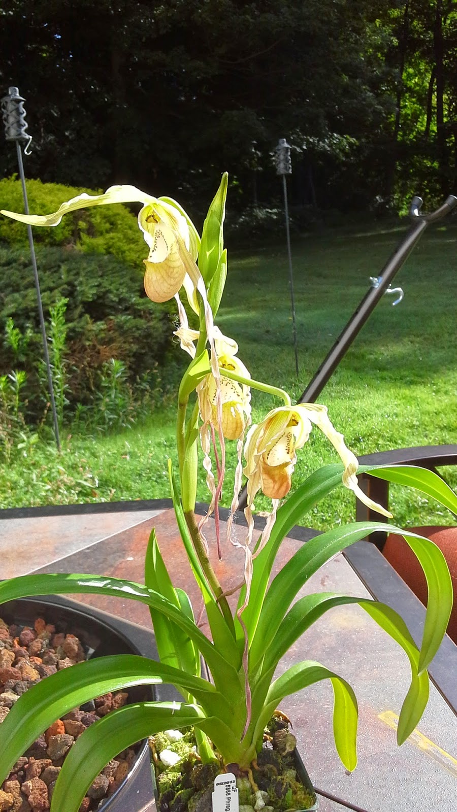 Phragmipedium wallisii care and culture | Travaldo's blog