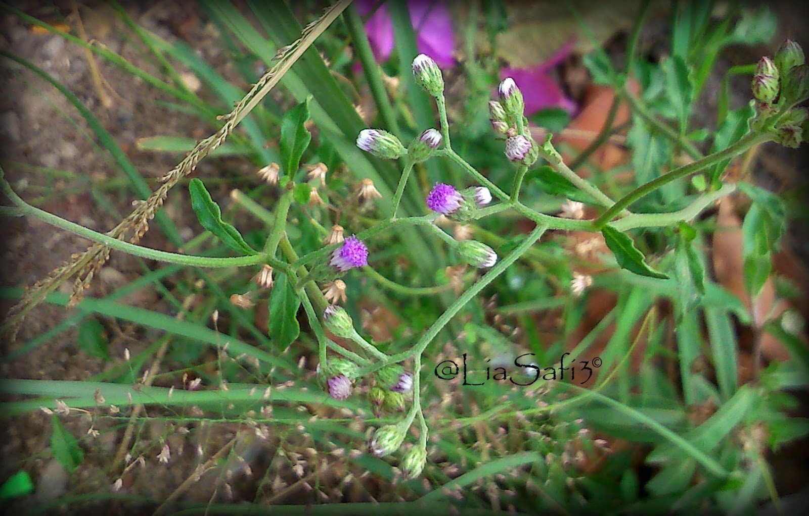 Sawi Langit (Vernonia cinerea) | GUIDENESIA