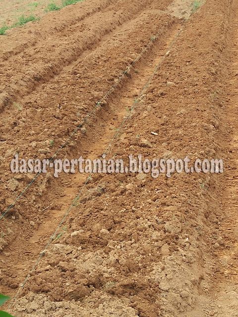 Pentingnya Memperlihatkan Tali Dalam Menciptakan Bedengan